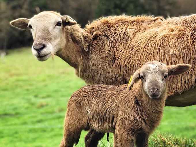 A ewe and her newborn lamb, both looking like they have important things to say.