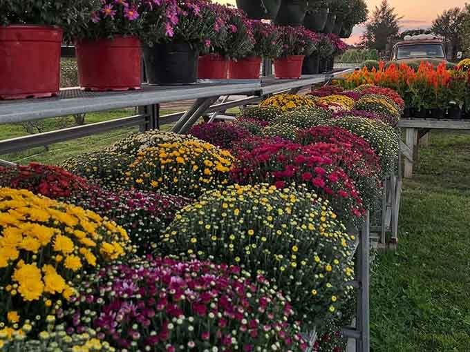 Fall mums arranged like a sunset you can actually touch, proving autumn doesn't need pumpkin spice to be spectacular here.