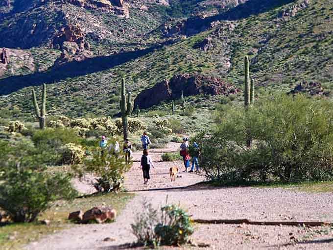 Dogs, hikers, and saguaros sharing the trail, proof that the best adventures are always better with good company.