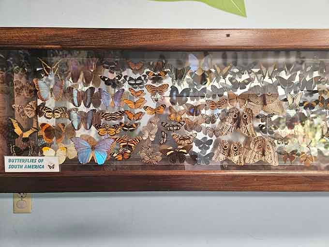 These preserved specimens showcase the incredible diversity of butterflies from every corner of the globe.