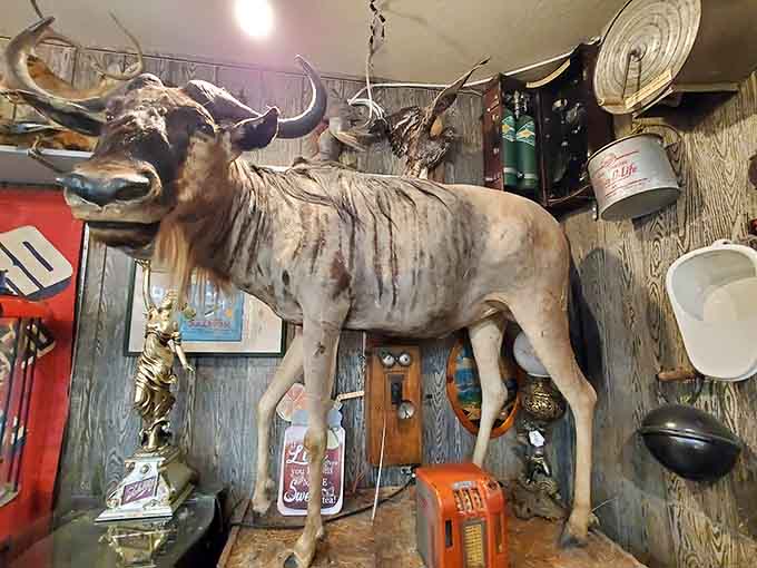 A full blue wildebeest mount hanging mid-air surrounded by vintage signs and old tins. This is not your average gift shop corner.