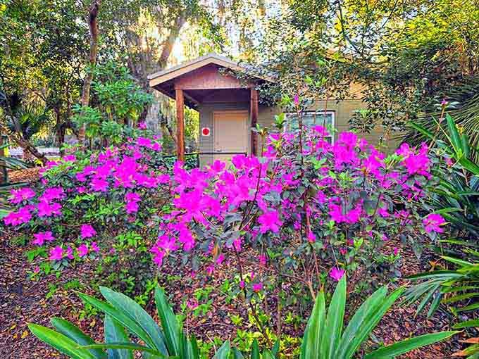 Hot pink azaleas so vivid they look like someone turned up the color saturation on real life.