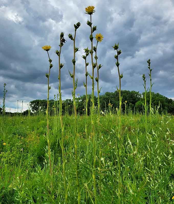 Compass plants reaching for the sky like they know exactly where they're going, which is more than most of us can say.
