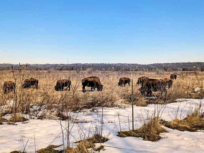 Winter transforms the bison into walking testimonials for the effectiveness of really good insulation and fur coats.