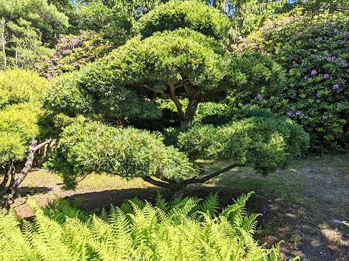 A perfectly shaped pine presiding over a carpet of ferns, looking like it stepped out of a classical Japanese woodblock print.