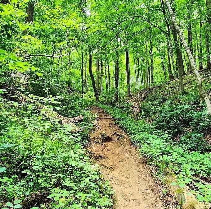 Hiking trails wind through forests that frame the towers beautifully, making every turn feel like a new discovery.