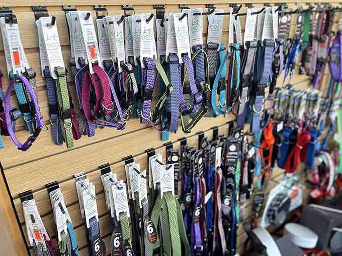 A full wall of pet collars and leashes, because your dog absolutely deserves a souvenir from the Adirondacks too.
