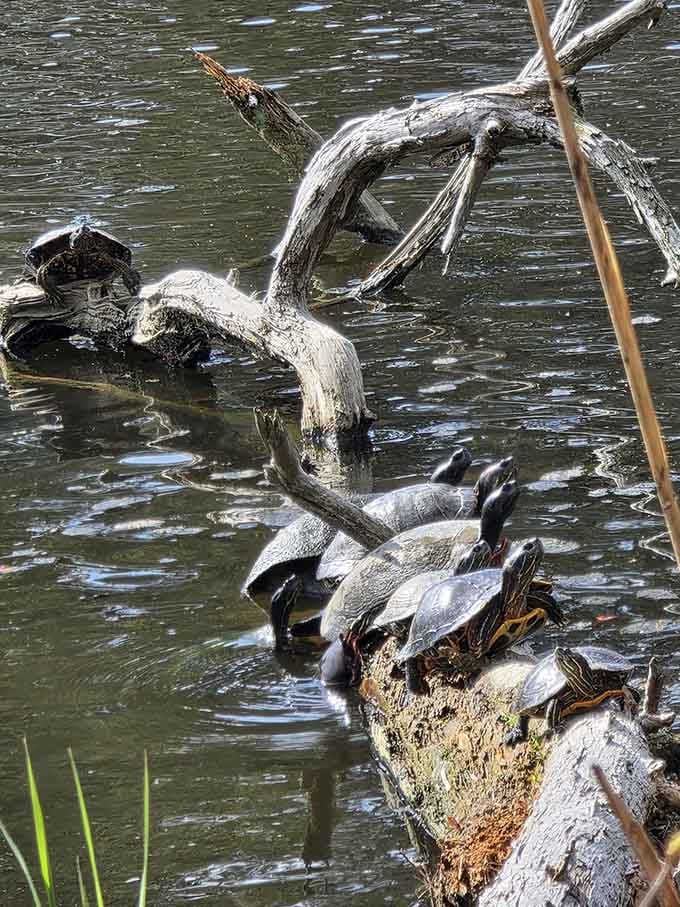 Turtles stacked on a log like they're waiting for a meeting nobody else was invited to. Classic Parvin wildlife.
