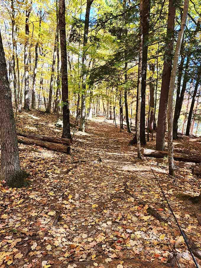 Golden leaves carpeting the trail in fall, nature's way of saying the best things in life really are free.