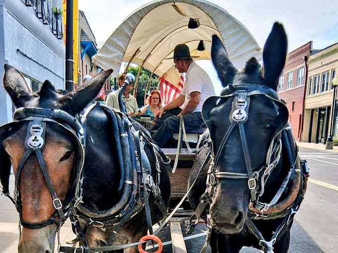 Two mules, ears up, ready to work. These animals have more composure in traffic than most people do on a Monday morning.