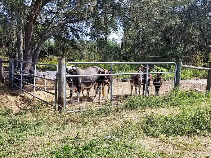 Cows and donkeys hanging out under Spanish moss. Only in Florida do you find this next to a dinner menu.