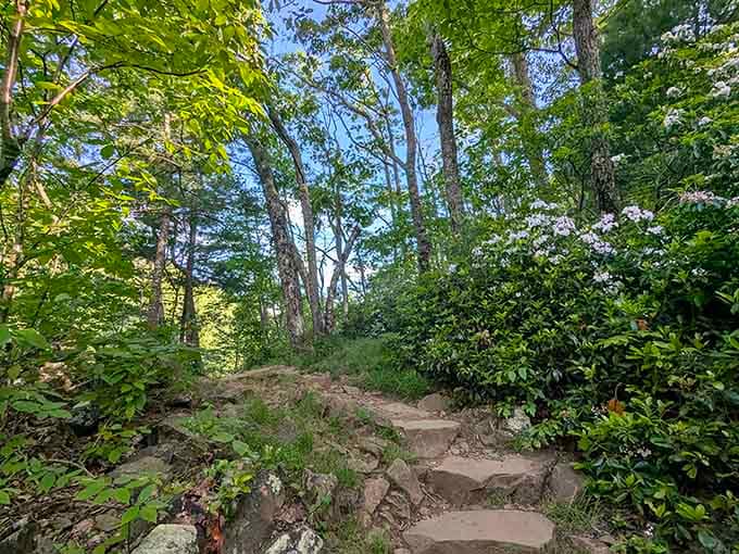 Mountain laurel blooming along the rocky steps is the trail's way of saying you're doing great, keep going.