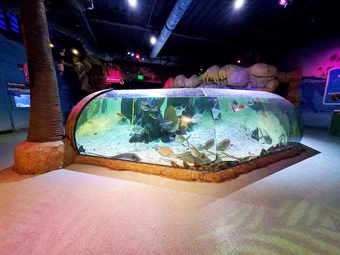 This massive tank brings the ocean floor to Auburn Hills, no beach vacation or sunscreen required here.