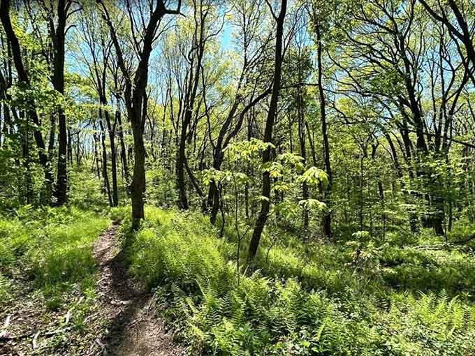 Spring ferns carpet the forest floor like nature rolled out a welcome mat just for your arrival today.