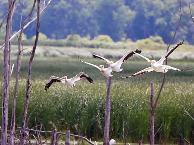 American white pelicans launch off the marsh in perfect formation, putting any air show to shame.