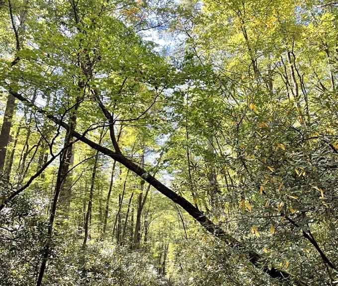Look up long enough and the canopy starts to feel like a cathedral nobody had to build.