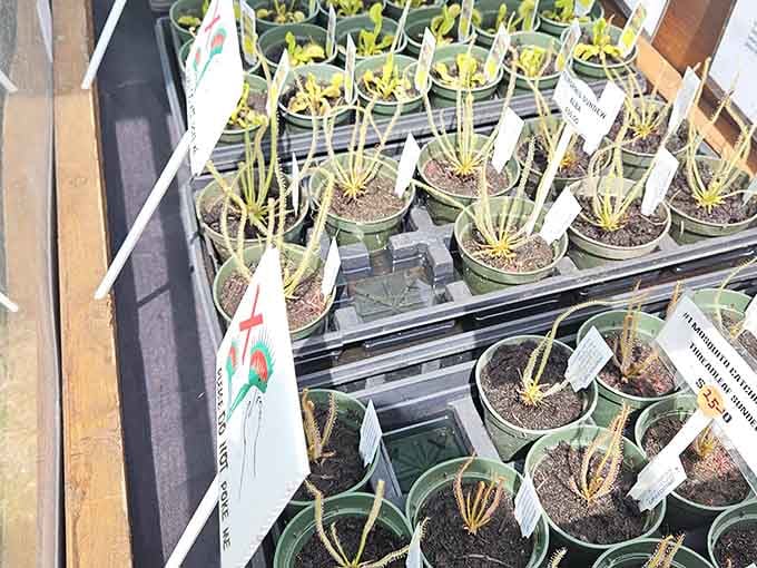 Tiny plants with big personalities, proof that even the most unexpected vendor at a flea market can steal the show.