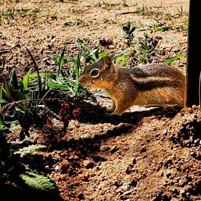 Even the local chipmunks have figured out that this is the best spot in the Routt National Forest, and they're not sharing their table.