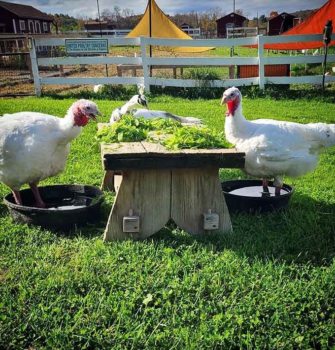 Turkeys gathered around a wooden table full of greens, dining al fresco with more dignity than expected.