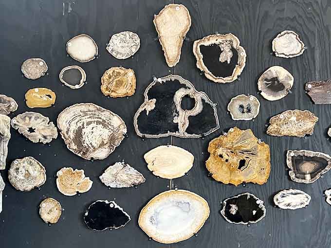 Dozens of petrified wood slices mounted on the wall, ancient trees turned into stunning natural artwork.