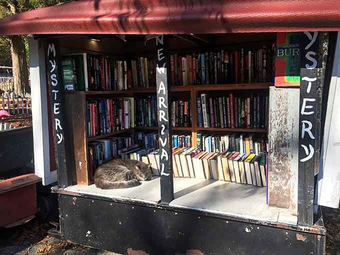 A cat has claimed the Mystery section shelf, and honestly, nobody is arguing with that decision.