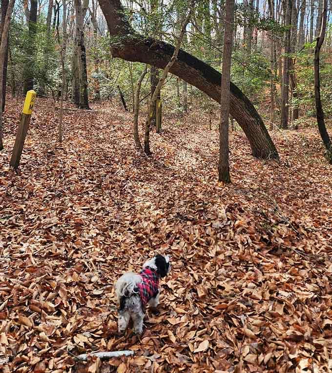 Four-legged hiking companions appreciate this trail just as much as their two-legged friends do.
