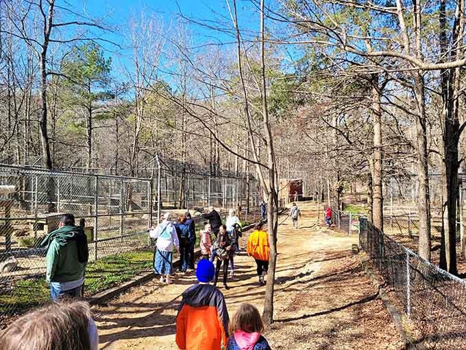 A winding path, bare winter trees, and a crowd of curious visitors discovering that Alabama's wildest secret is hiding in plain sight.