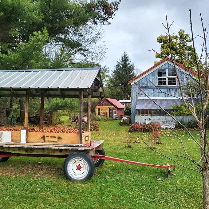 A wagon loaded with freshly harvested apples beside weathered farm buildings, this is autumn in upstate New York doing exactly what it does best.