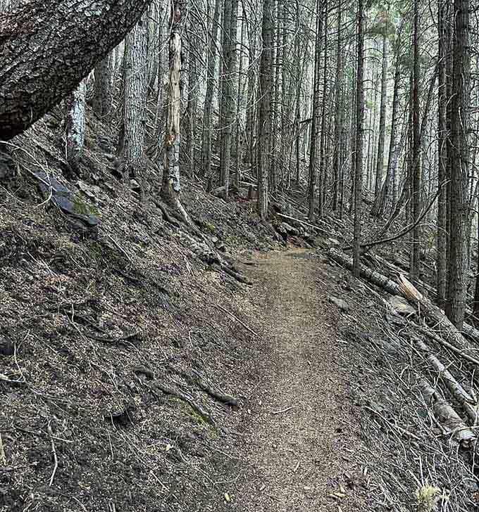 The trail winds through bare winter forest with a quiet, stripped-down beauty that summer hikers never get to see.