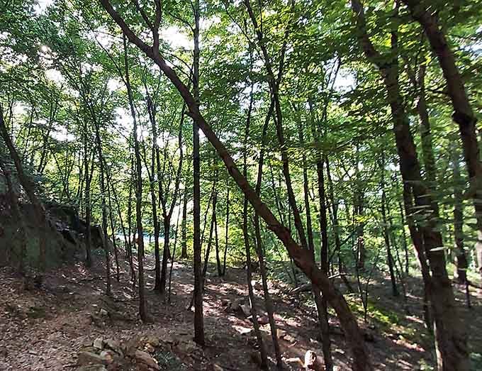Sunlight filters through a canopy of green on the climb up. The mountain is showing you its best side early.