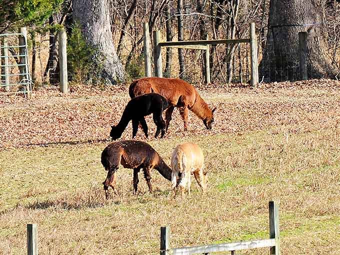 A small group grazes quietly in the winter field. Peaceful, unhurried, and completely content with their lot in life.