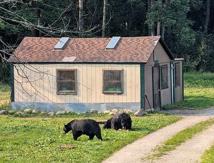 Two bears strolling past sanctuary buildings like they own the place, because honestly, they absolutely do.