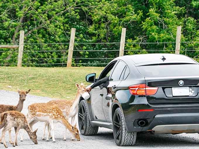 Fallow deer surrounding a car like furry parking attendants who accept payment exclusively in the form of feed buckets.