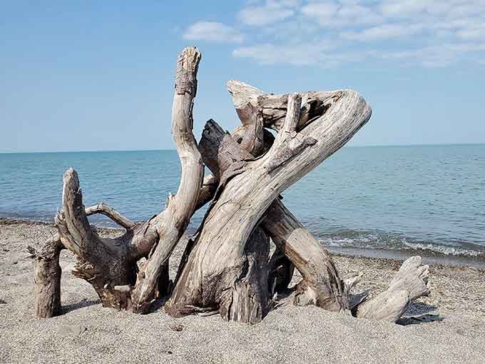 Driftwood sculptures that no artist could replicate, courtesy of Lake Erie's creative department.