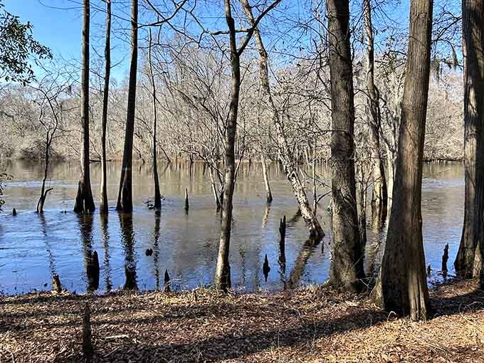 Cypress knees rising from still, dark water like nature's own sculpture garden, quiet, ancient, and completely unforgettable.