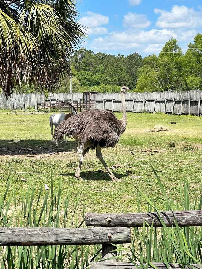 An ostrich in Georgia, strutting like it owns the place, because frankly, it probably does.