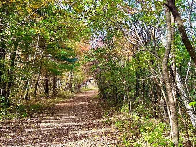 Leaf-covered and gloriously quiet, this winding forest trail feels like the kind of path that leads somewhere genuinely worth finding.