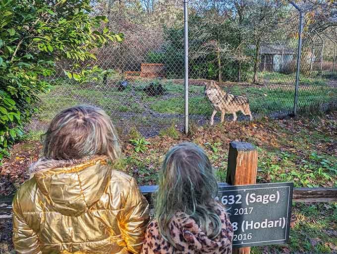 Young visitors discovering that wolves aren't scary monsters but fascinating animals deserving of respect, protection, and our attention.
