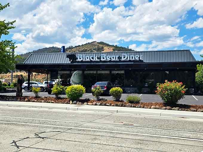 Black Bear Diner in Yreka, where the portions are generous and the mountain backdrop comes absolutely free of charge.