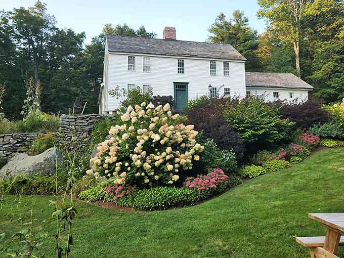 Hydrangeas bloom in creamy abundance against the colonial farmhouse, creating a postcard-perfect scene of New England charm and grace.