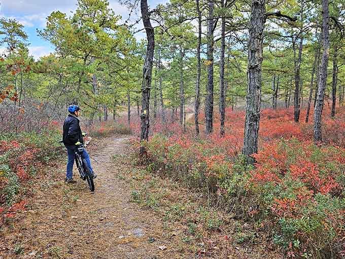 Crimson underbrush glows beneath pine trees, painting the forest floor in colors that'd make Crayola jealous.