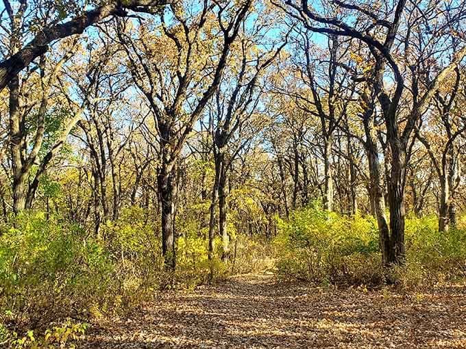 Autumn light filters through bare oak branches, painting the forest floor in warm gold and quiet wonder.