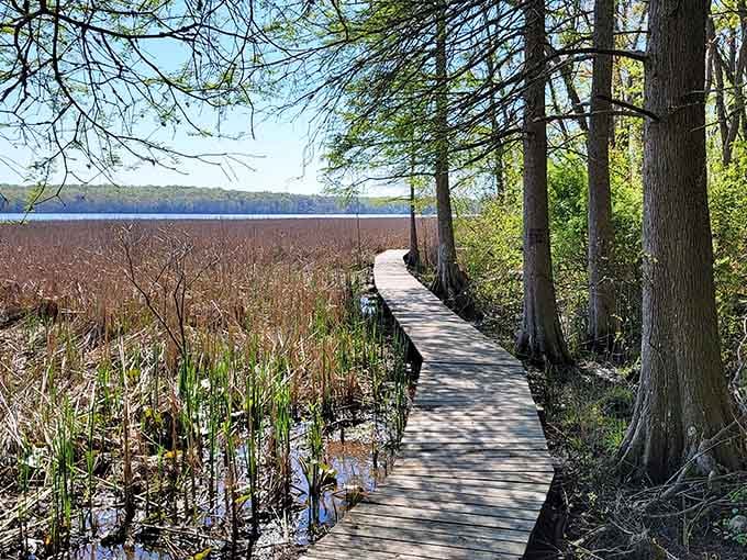 A winding boardwalk threads past bald cypress trees and golden marsh reeds at Patuxent River Park, pure springtime serenity on display.