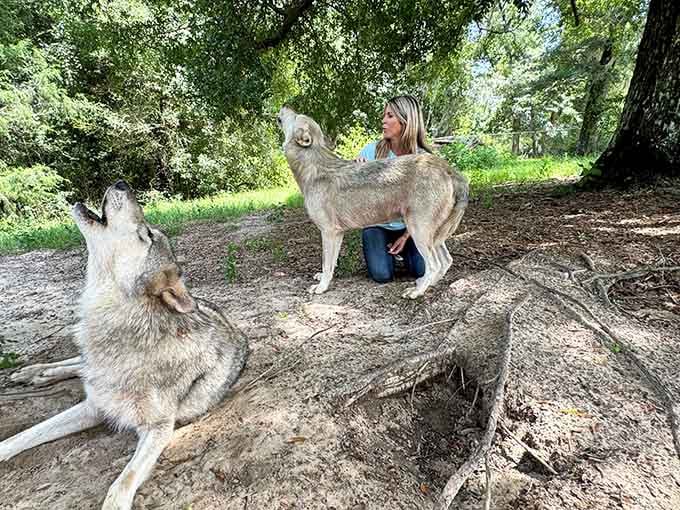 When a wolf throws its head back and sings, you realize nature's soundtrack needs no improvement whatsoever.