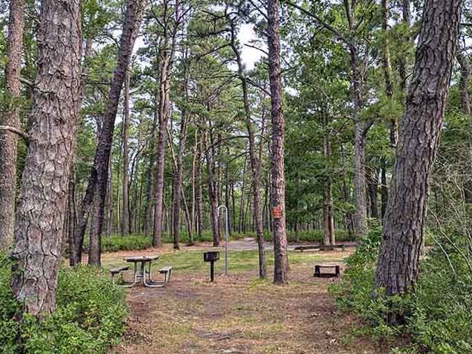 A picnic table among towering pines at Bass River, nature's own dining room with zero reservations required.
