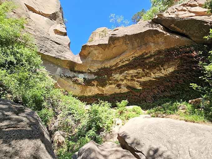 Sandstone slabs hang overhead like a natural cathedral ceiling, with ferns clinging to the rock in quiet, stubborn defiance.