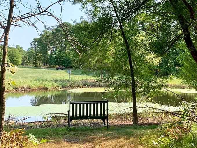 A solitary bench overlooks tranquil water, offering the perfect spot for contemplation or a good sandwich.