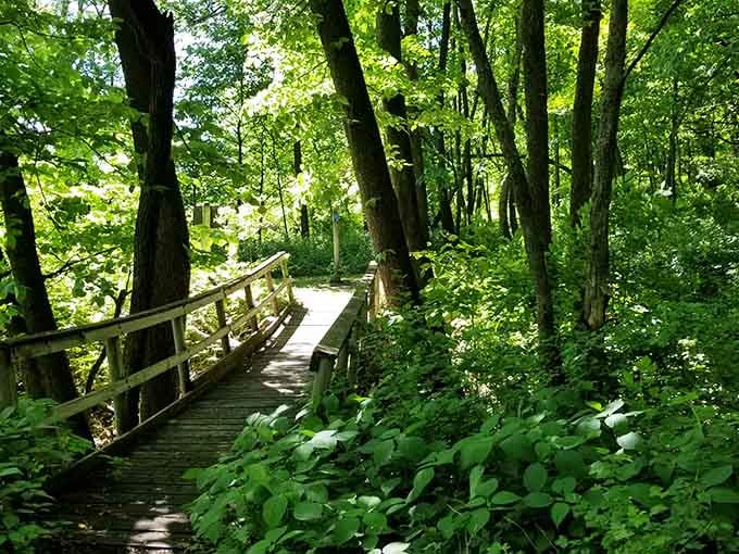 A sun-dappled wooden boardwalk curves through lush summer green, practically begging you to follow it wherever it leads.