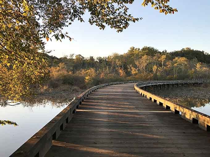 Warm autumn light bathes a curving boardwalk over still, mirror-like water, turning this Patuxent River evening walk into something genuinely unforgettable.