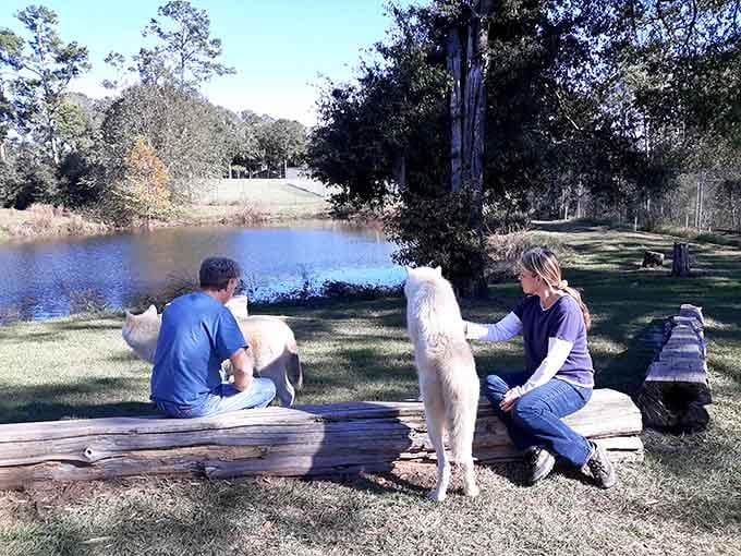 Sitting on a log beside a shimmering pond, visitors share a calm, unhurried moment with a white wolf that seems perfectly at home.